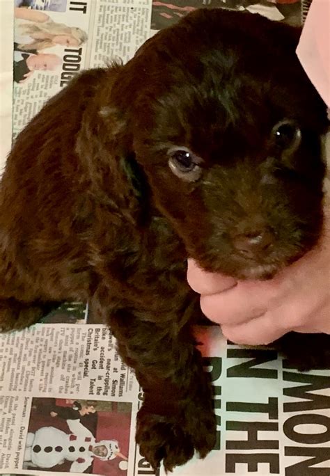 Caring For Cockapoo Puppies A Complete Guide For New Owners