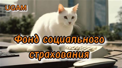 Фрод рулетка от Т банка фонд социального страхования Youtube