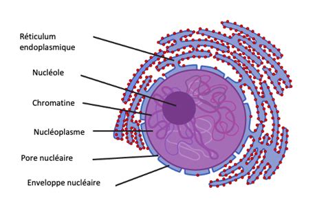 43 Cellules Eucaryotes Introduction à La Biologie Cellulaire Et