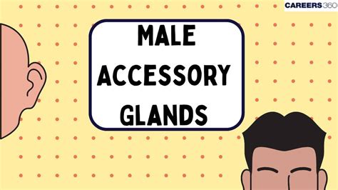 Male Accessory Gland Overview Structure Function