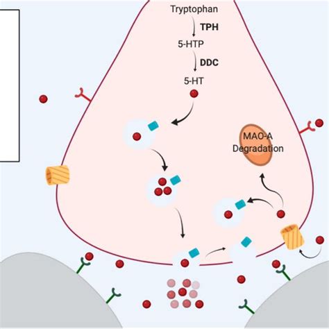 The Serotonergic Synapse Serotonin Is Synthetized From Amino Acid