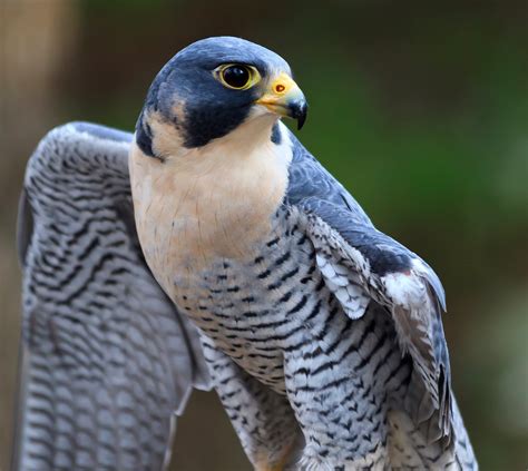 Peregrine Falcon From Endangered Species To Urban Bird