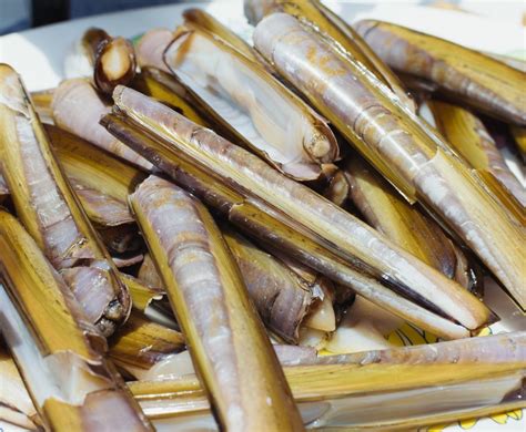 Buy Razor Clams Online 1kg Bag Bradleys Fish
