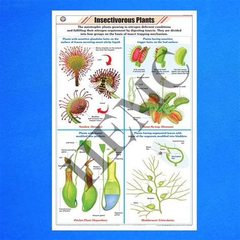 Insectivorous Plants