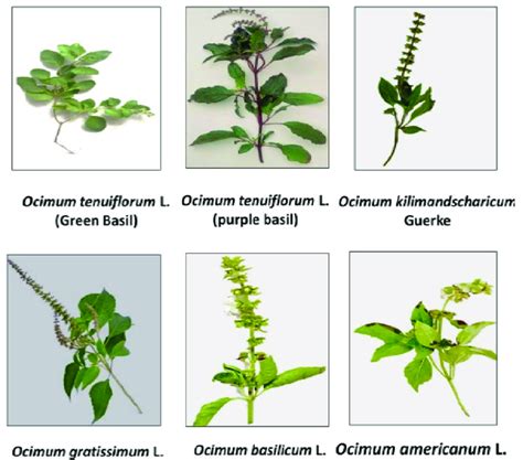 Morphological Variations Among The Different Species Of Ocimum Under