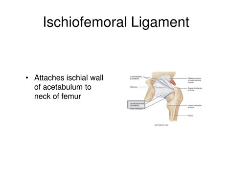 Impacts Of External Rotators And The Ischiofemoral Ligament On Dubtyr
