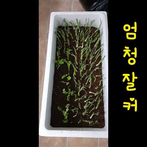 마트에서 산 야채 집에서 키우면🙈 대파 쪽파 양대파편 Youtube