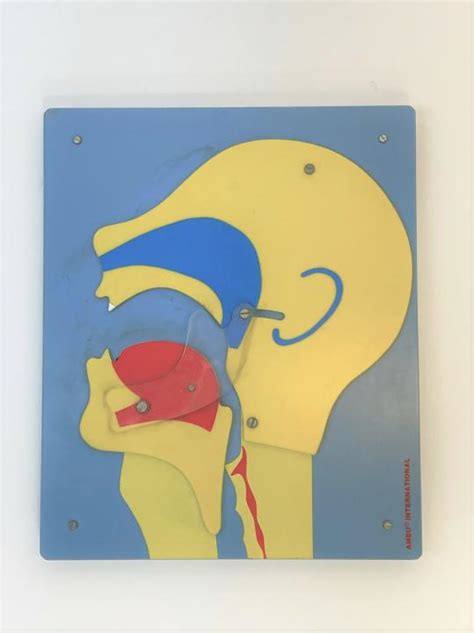 Ent Teaching Model Film Medical