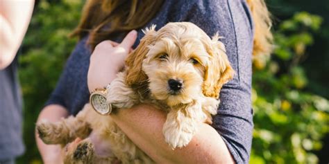 Cockapoo Sizes How Big Is A Full Grown Cockapoo