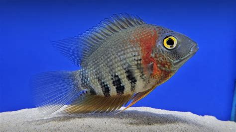 Red Shoulder Severum Heros Efasciatus Rotkeil • Together We Will Find