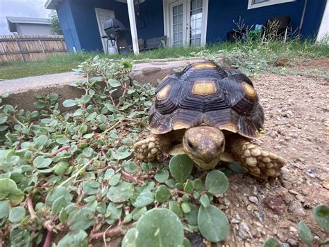 Is My Tortoise Dead Rtortoise