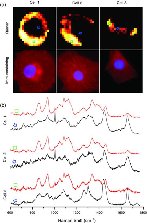 Toward Label Free Raman Activated Cell Sorting Of Cardiomyocytes