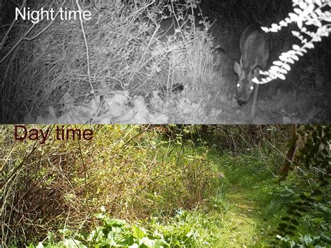 Raspberry Pi Noir Vs Normal Camera The Geek Pub