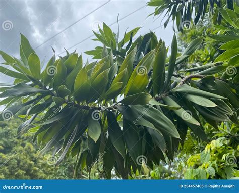 Close Up High Quality Photo Of Branch Of A Small Tree With Elongated Leaves Stock Image Image