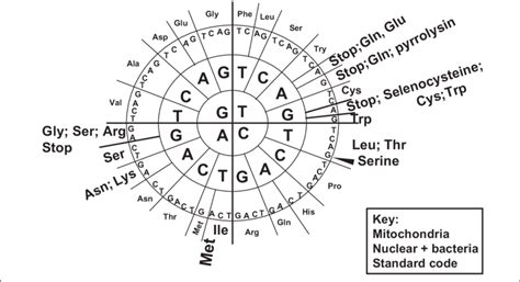 Diversity Of The Genetic Code To Date A Number Of Genetic Code Download Scientific Diagram