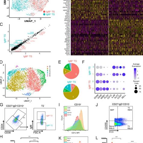 Segregation Of B Cell Phenotypes From T2 Through Naive B Cell Subsets
