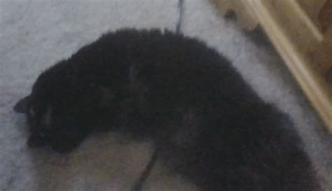 You Can Get Two Different Types Of Pictures Of Your Void Rblackcats