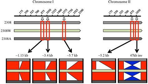 Frontiers Brucella Abortus Strain 2308 Wisconsin Genome Importance Of The Definition Of