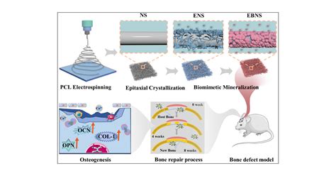 A Biomimetic Fibrous Composite Scaffold With Nanotopography Regulated Mineralization For Bone