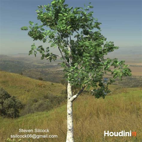 Houdini Tree Generator Asset Ida I Vfx