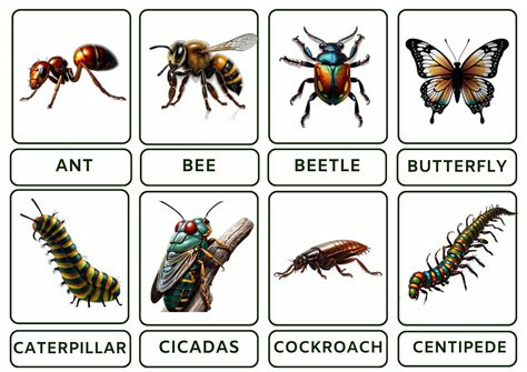 Educational Insect Flashcards Set 3 Piece Illustrated Learning Cards