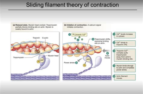 Biochemistry 2 Contractility Flashcards Quizlet