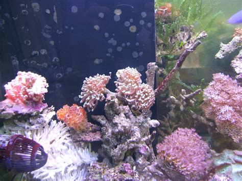 Dukubie King 산호와 니모 해초 사진