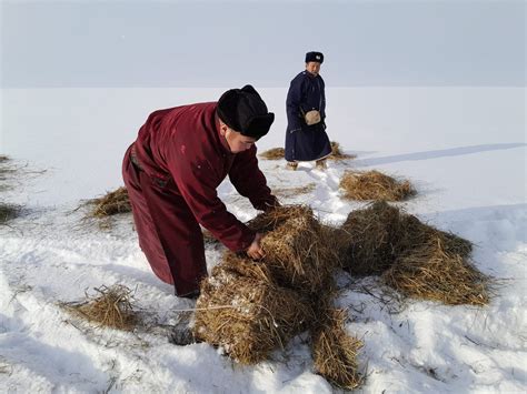 ФОТО Дархан цаазат газраас орж ирсэн Халиун бугад Увс нуурын байгаль хамгаалагчид өвс тэжээл