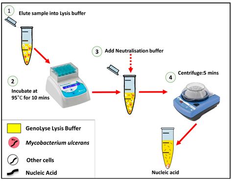 Lysis Buffer Recipe For Dna Extraction My Bios