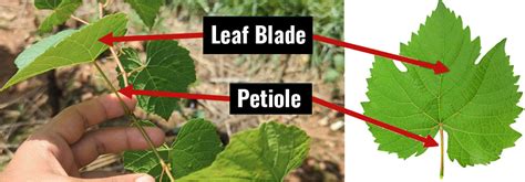 Vineyard Nutrition Tissue Sampling For Nutrient Analysis Caes Field