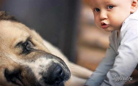 ТОП 10 Лучшие породы собак для семей с детьми