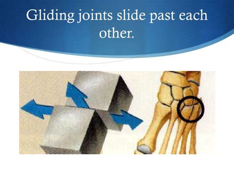 Difference Between Sliding And Gliding Joints At Julian Fairfield Blog