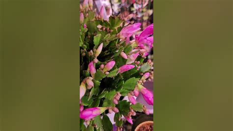 찐핑~연핑~합식한 가재발 너무이쁘요 감사합니다 Youtube