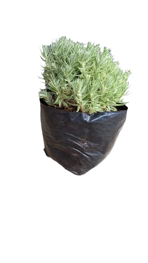 Sedum Variegated 15l Gardenvale