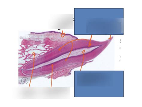 Tooth Microscopy Diagram Quizlet