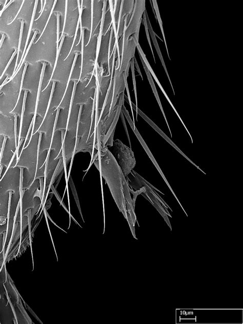 Figure 104c From Esteves Fa Fisher Bl 2016 Taxonomic Revision Of