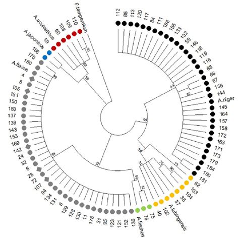 Maximum Likelihood Circular Tree Of The Aspergillus Isolates Obtained