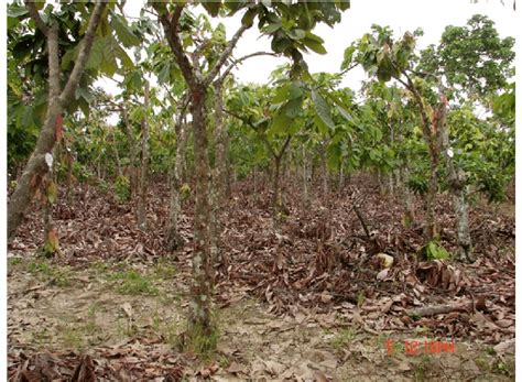 Heavy Pruning To Reduce Tree Height And Open The Canopy Of Cocoa In Download Scientific Diagram