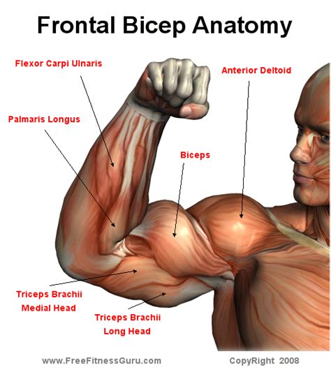 Bicep Muscles