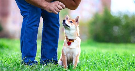 Advice And Tips On The Best Ways To Train Your Dog