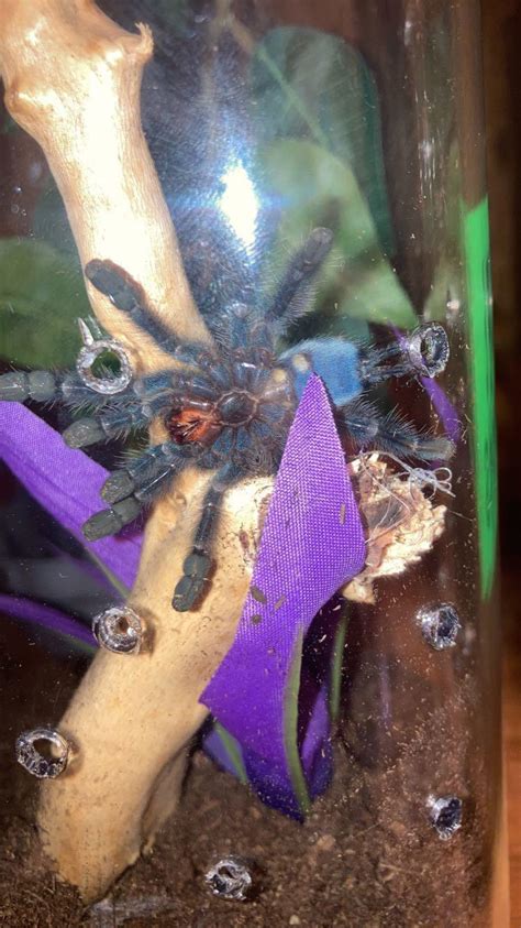 Can Anyone Sex My Versicolor Rtarantulas