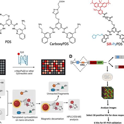 G‐quadruplex Probes And The Screening Technologies A Several