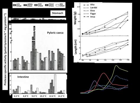 A Protease Specific Activities Using Casein As Substrate Of Peptic Download Scientific