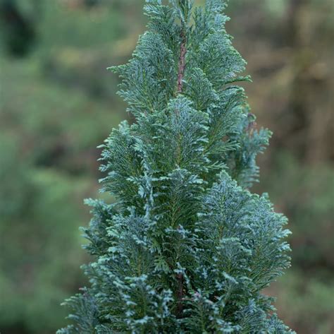 Chiparos L Albastru 100cm
