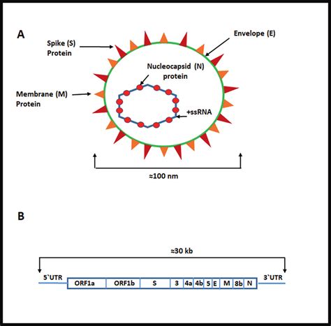Mers Cov Genome And Schematic Structure Of Viral Proteins A Download Scientific Diagram
