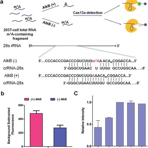 Schematic Of M 1 A Detection Via The Crispr Cas13a System Download Scientific Diagram