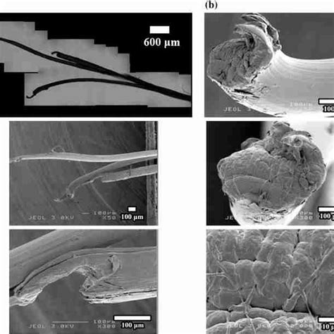Scanning Electron Micrographs Of Mersilene® Mesh Tensile Test Fracture