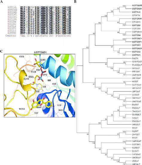 Sequence Alignment Of Pspg Motifs And Phylogenetic Analysis Of Ugts Download Scientific