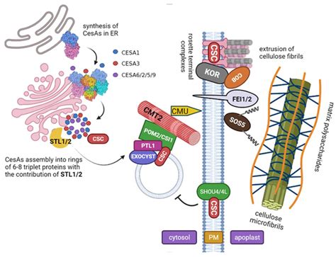 Trafficking Of Cellulose Synthase Complex Csc In Plant Cells Download Scientific Diagram