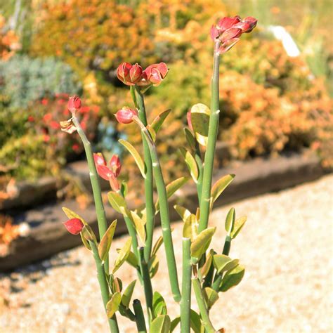 Shop ‘pedilanthus Bracteatus Tall Slipper Plant Care And Growing